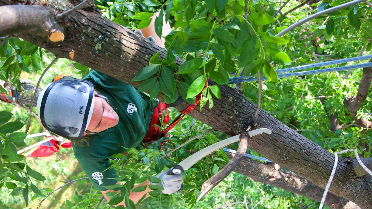 Baumschnitt, Baumpflege und Baumfällung - TreeBee